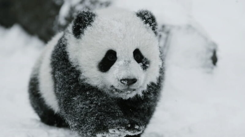 Chengdu: Giant Panda Base Reservation and Entry - Final Thoughts