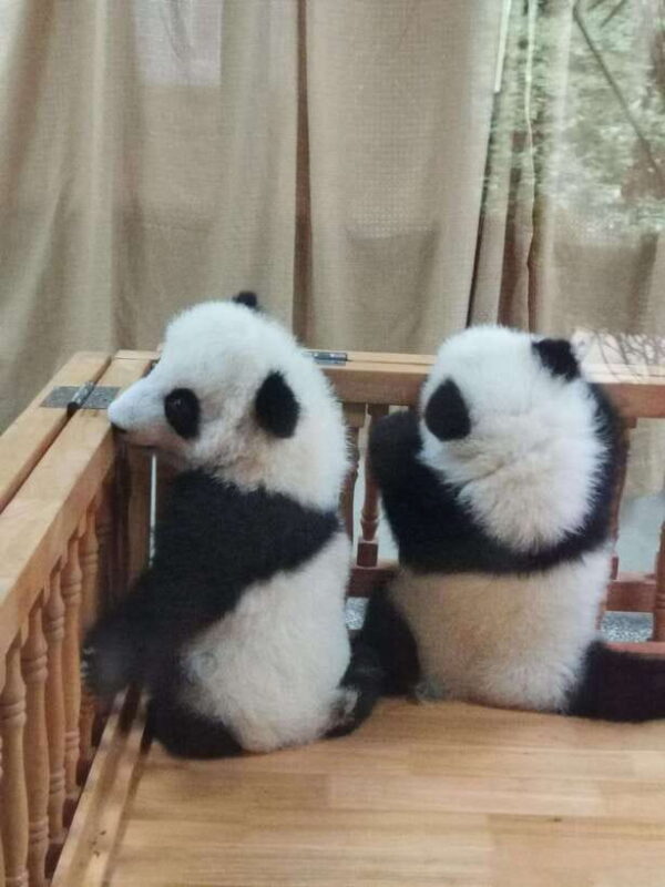 Chengdu: Panda Base Half Day Group Tour - In-Depth Analysis of the Tour Components
