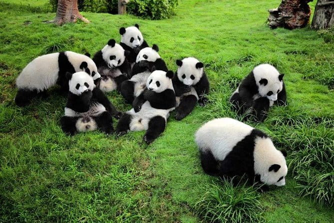 Chengdu Panda Breeding Base Ticket w/ Optional Transfer or Guide - The Sum Up: The Value of This Panda Tour