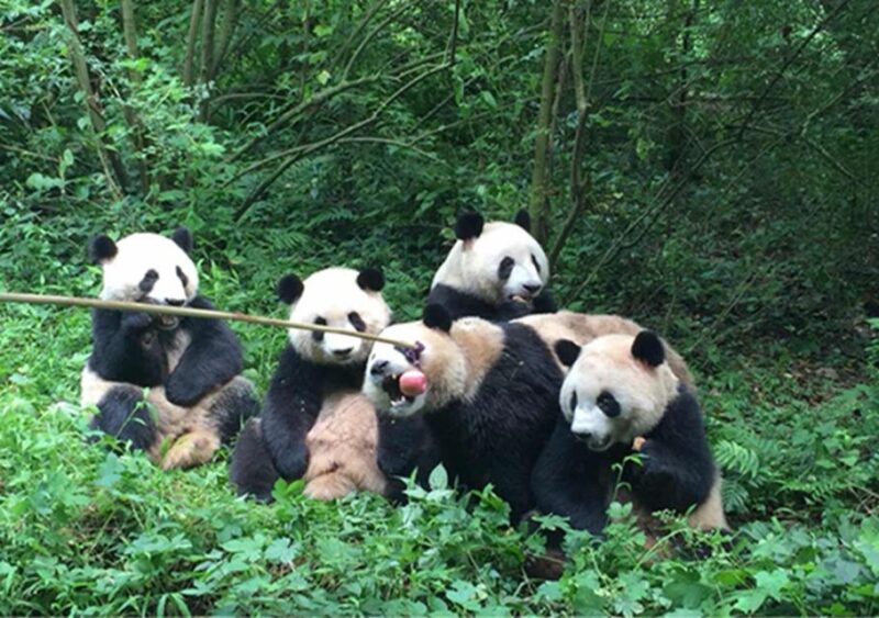 Chengdu panda & Leshan Buddha One Day Private Tour - Authentic Experiences and Local Insights