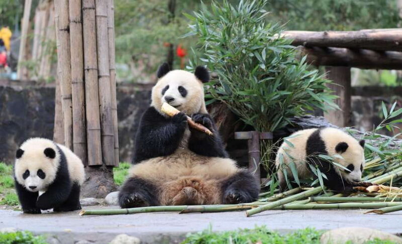 Chengdu: Private Kung Fu Panda Movie Tour with Guide - Exploring Mount Qingcheng