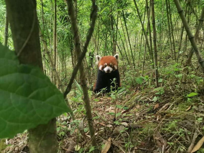 Chengdu: Volunteer Day Experience at Dujiangyan Panda base - The Value of This Tour