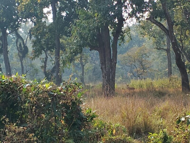 Chitwan: jungle One Night Towerstay in chitwan national park - Review Summaries from Past Travelers