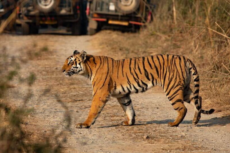 Chitwan: Jungle Safari Tour with Canoe Ride in Forest River - Practical Considerations
