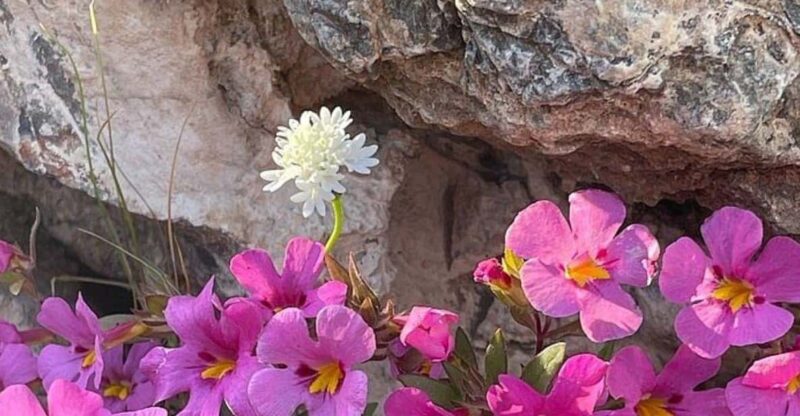 Claremont: California Botanic Garden Half Day Tour - The Value of This Experience