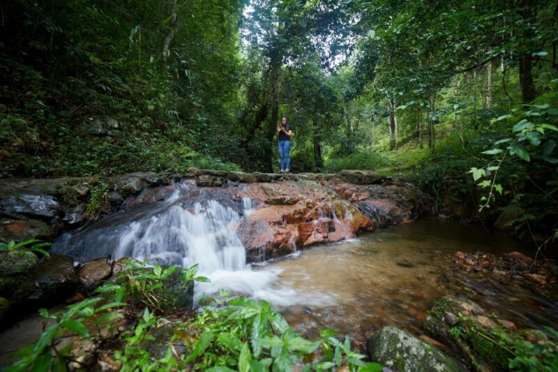 CNX: Trekking & Villager living in forest, tea& coffee farm - Summary: Who Will Love This Tour?
