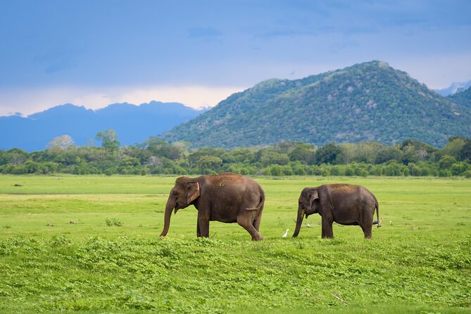 Colombo to Trincomalee Shuttle & Safari Drive - Practical Considerations