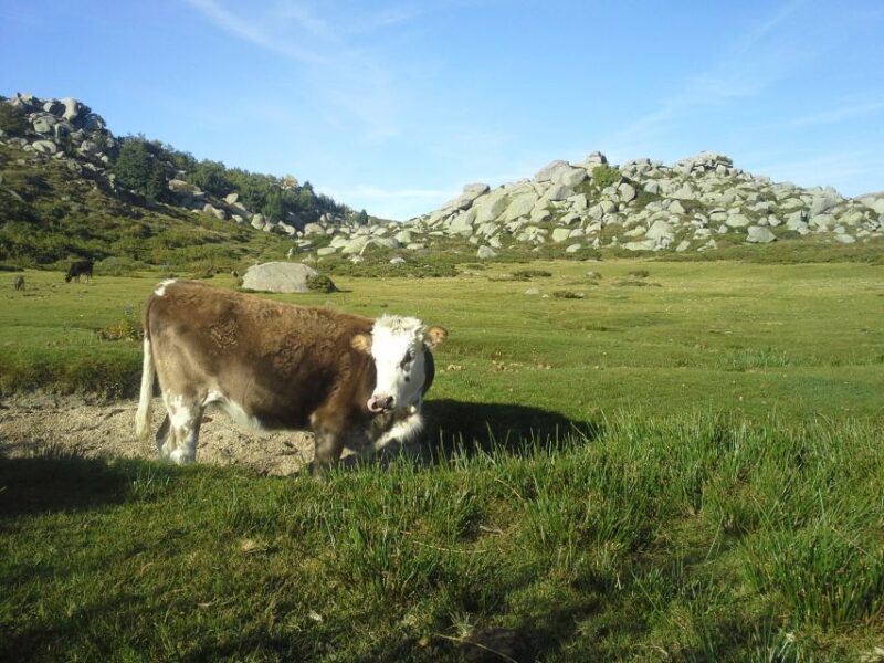 Cuscionu's plateau, 1000 waterholes'grass : pozzines - Frequently Asked Questions