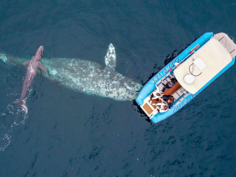 Dana Point Fast & Fun Zodiac-Style Dolphin & Whale Watching - Pricing and Value