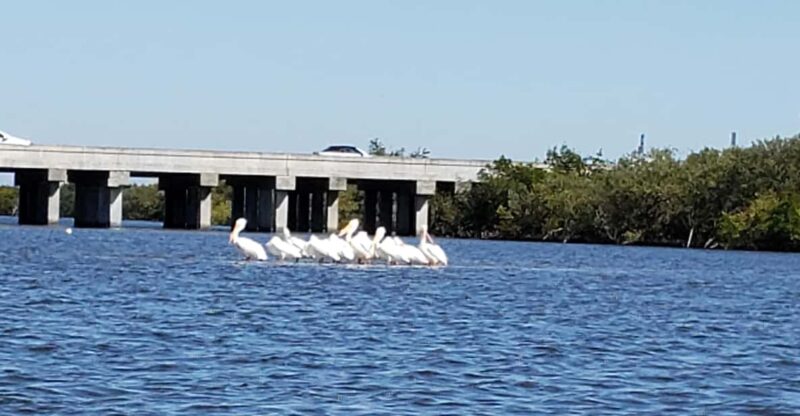 Daytona/New Smyrna Beach: Unforgettable Kayak Wildlife tours - Equipment and Comfort