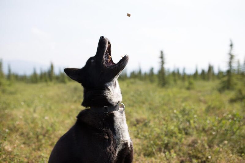 Denali: 1 Hour Tundra Walk With Free Running Sled Dogs - The Value: Is it Worth the Cost?