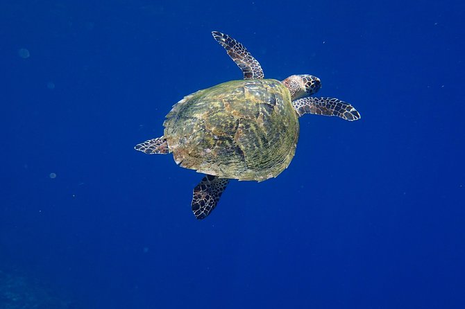 Discover Scuba Diving in Pemuteran - Diving Initiation in Bali (Menjangan Park) - Who Should Consider This Tour?