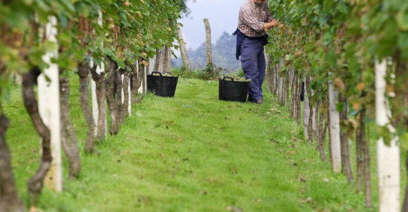 Discover the Essence of Txakoli Wine from San Sebastian - Who Will Love This Tour?