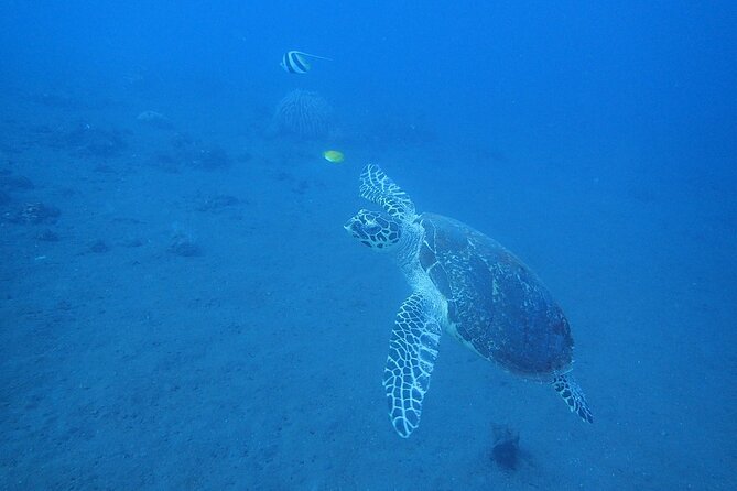 Diving in Tulamben - Transportation and Group Size