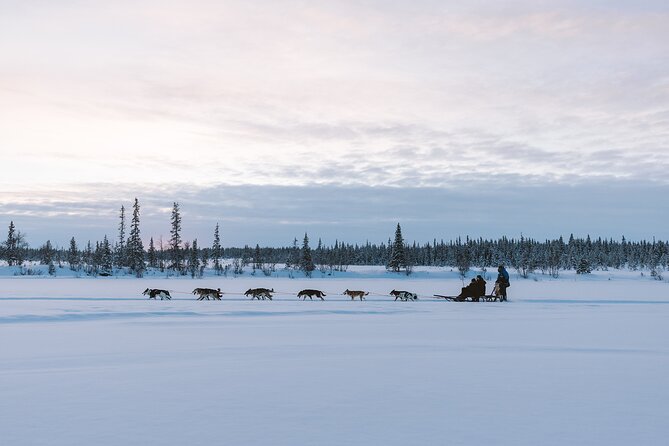 Dog sledding excursion to Kiruna - Practical Details and Value