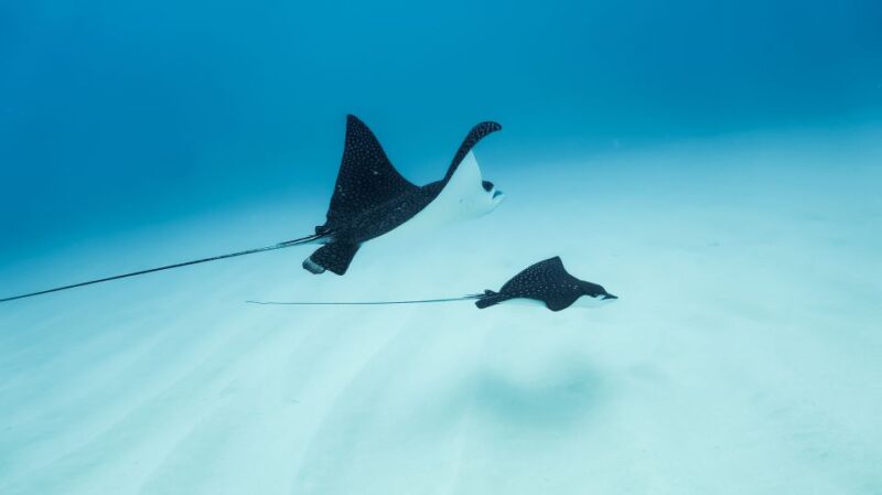 Dolphin Watch Snorkel and BBQ in Kona, Big Island - Pricing & Value Analysis