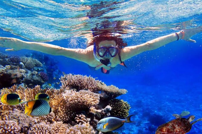 Dolphin Watching Tour, Swimming with Dolphins and Snorkeling - Authenticity and Tour Quality