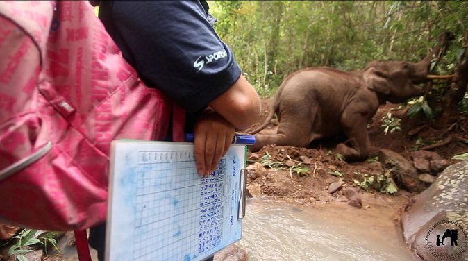Elephant and Gibbon Encounters - 5days/4nights - The Value of the Experience