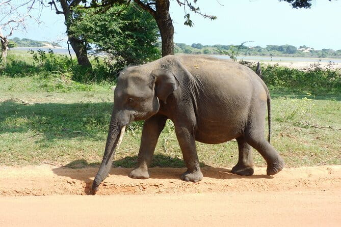 Ella to Yala Safari Tour & Drop-Off (Tangalle / Mirissa / Galle) - The Experience of Traveling in Comfort and Style