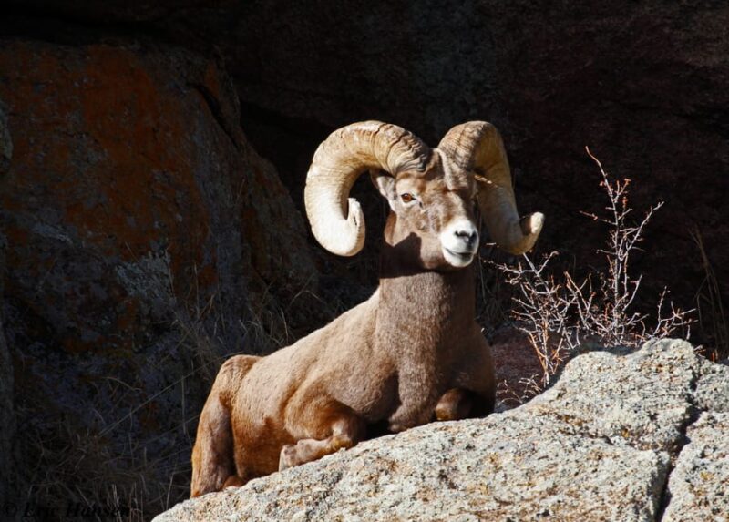 Estes Park: Rocky Mountain National Park Safari Tour - The Value of Guided, All-Terrain Travel