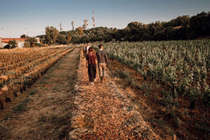 Etna Urban Winery - Tasting, sicilian platter and self tour - What Travelers Say