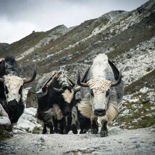 Everest Panorama Trek - Nature's Grandeur in Every Step - Rest and Acclimatization at Namche Bazaar