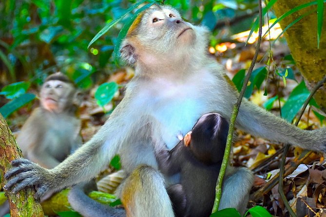 FAMILY JUNGLE TOUR: Orangutan Trek (4-hours hike) by EcoTravel Bukit Lawang - Who Should Book This Tour?