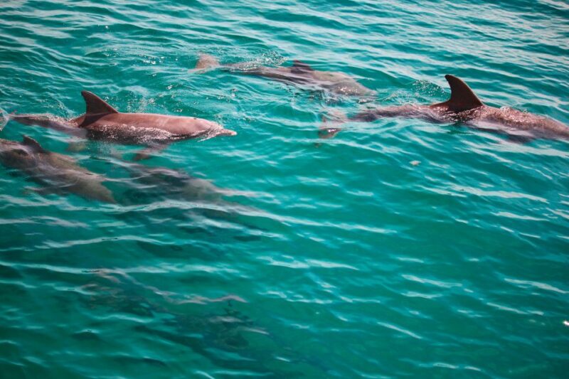 Fort Walton Beach: Morning Dolphin Cruise with Snorkel Stop - The Sum Up