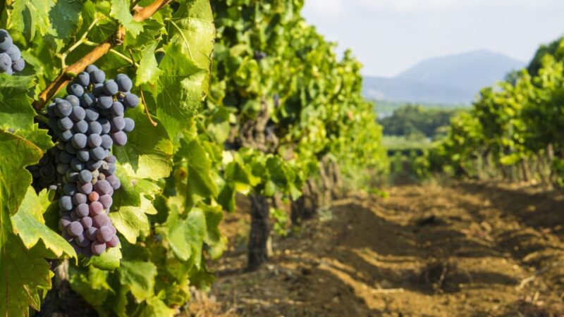 From Aix-en-Provence: Half-Day Wine Tour - What You’ll Experience on the Tour