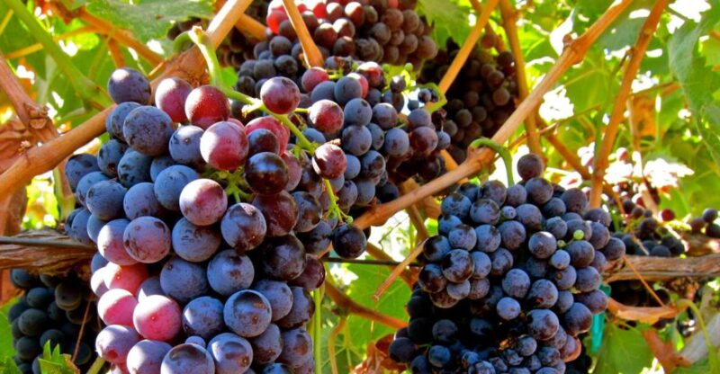 From Atlanta: Half-Day Wine Country Tour - FAQs