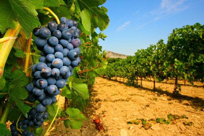 From Avignon: Half-Day Great Vineyards Tour - Who Should Consider This Tour