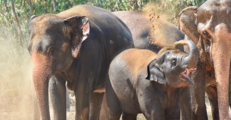 From Bangkok: Wildlife Rescue and Elephant Rescue Tour - Final Thoughts: Is This Tour Right for You?