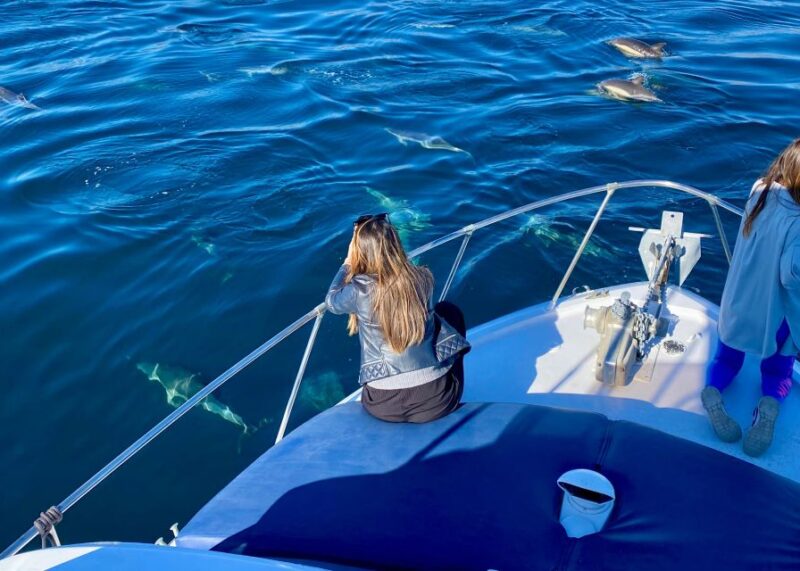 From Benalmádena & Torremolinos: Dolphin Watch Boat Trip - What’s Included and What’s Not