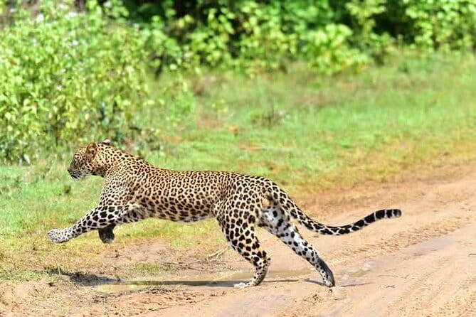 From Ella Shuttle to Tangalle/Mirissa/Galle with Yala Safari Tour - Authentic Experiences and What Travelers Say