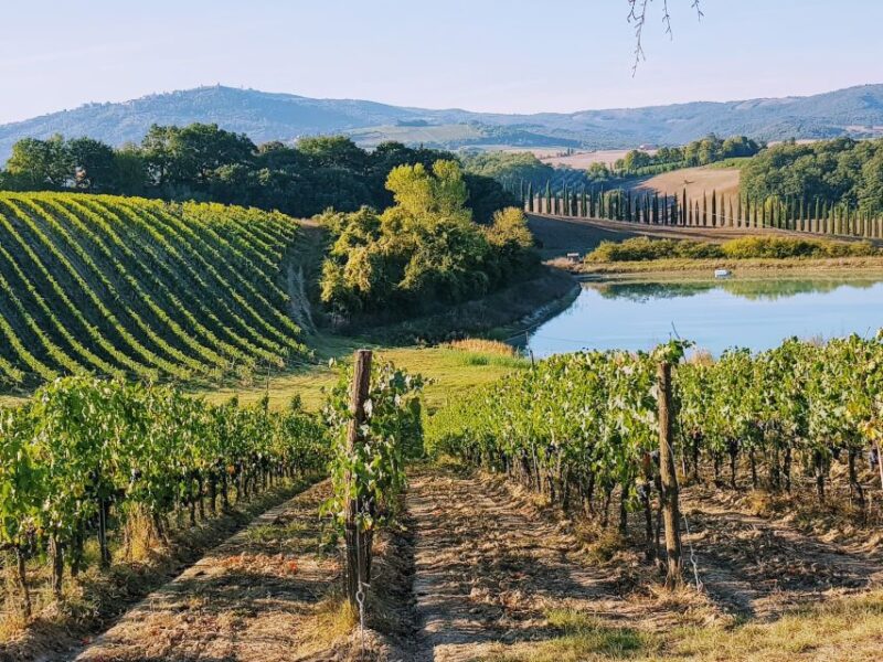 From Florence: Chianti Wine Tastings at Sunset Day Trip - The Sunset and Overall Atmosphere