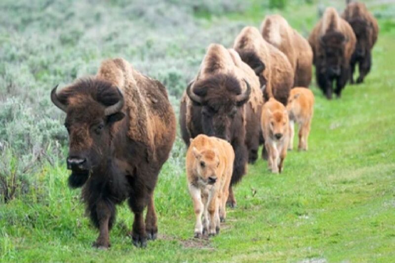 From Jackson: 2-Day Grand Teton and Yellowstone Tour - Final Thoughts: Is This Tour Right for You?