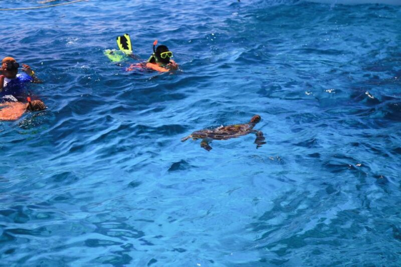 From Khao Lak: Full-Day Snorkeling in the Similan Islands - Practical Tips for Your Trip