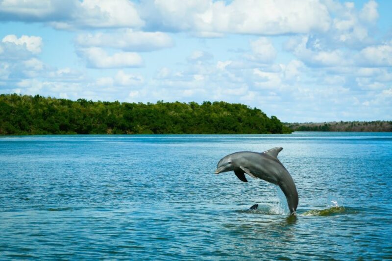 From Miami: Everglades Tour w/ Wet Walk, Boat Trips, & Lunch - Daily Itinerary: What to Expect