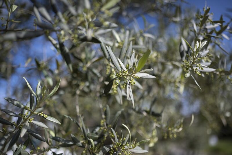 From Montpellier: Wine and Olive Tour - Breakdown of the Itinerary