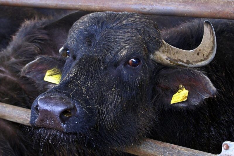 From Naples: Paestum Greek Temples, Bufala mozzarella farm - The Buffalo Mozzarella Farm Experience