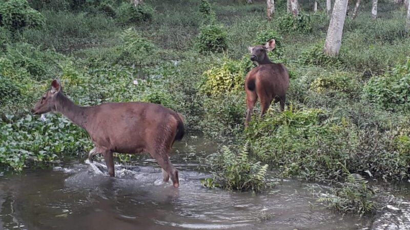 From Pokhara: 2-Day Chitwan National Park Safari Tour - FAQ