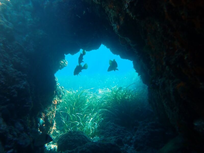 From Santa Pola: Snorkel Trip in Tabarca Island - The Logistics: From Booking to Return