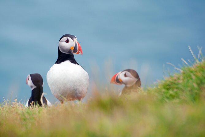 Full Day Private Westman Island Tour from Reykjavik - The Sum Up: Is It Worth It?