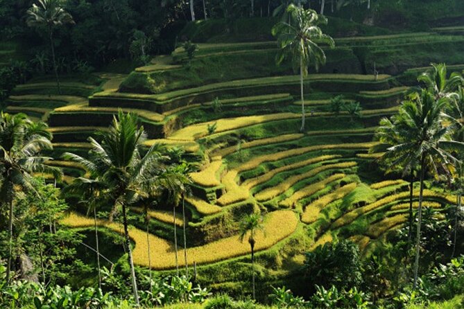 Full Day  Ubud Art Village and Mount Batur Kintamani with Lunch - FAQ