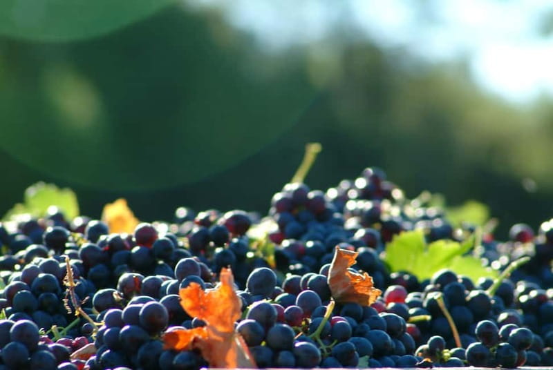 Full-Day Wine Tour in Bellet & Saint-Paul de Vence From Nice - Who Should Consider This Tour?