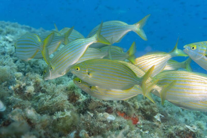 Genoa: Snorkeling tour along the Genoa coastline - Final Words