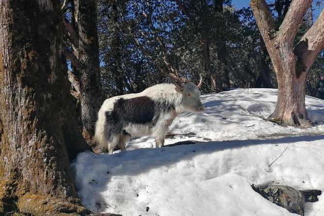 Ghorepani Poonhill Trek - Final Thoughts