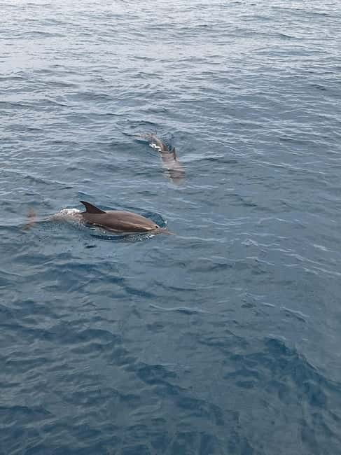 Giardini Naxos Taormina: Dolphin Watching Sunset Tour - What to Expect: Practical Details