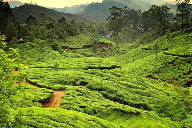 God's Own Country - KERALA (8 Days private trip) - Day 8: Farewell with Memories