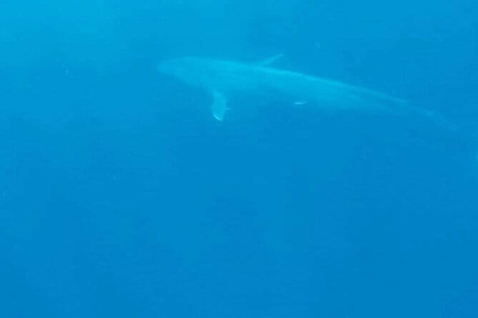 Great Whales Education Programe Dolphins and Whales are in SL - Who Should Consider This Tour?